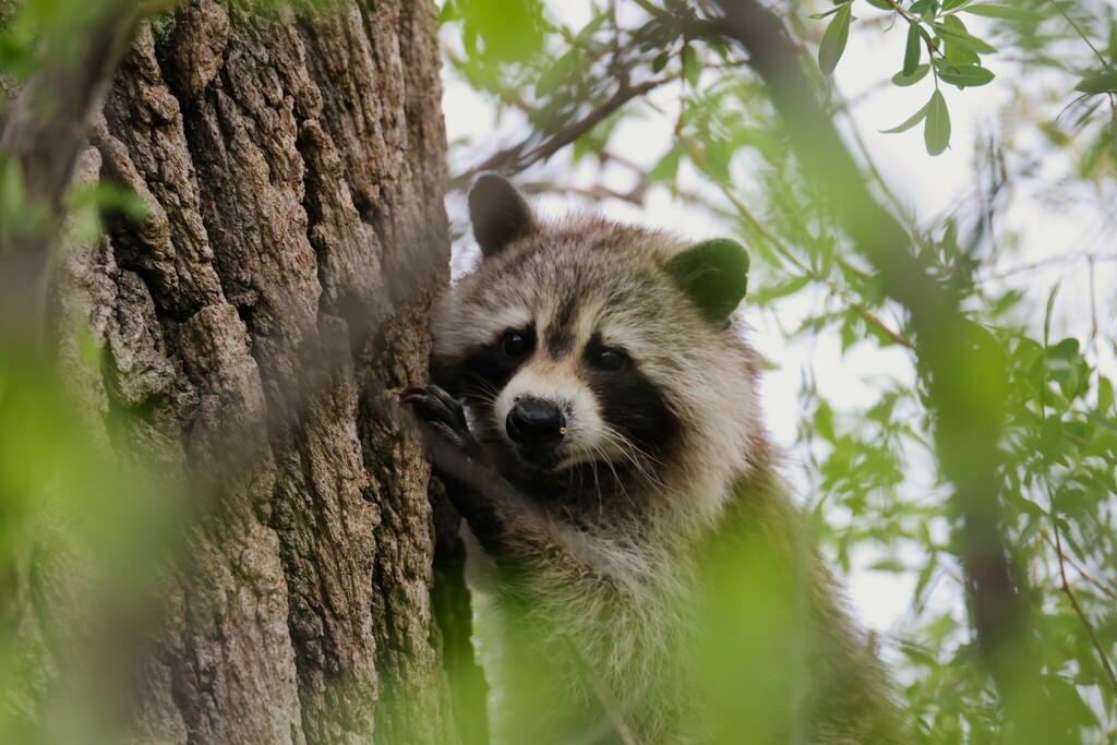 Common Raccoon from Cambridge, ON, Canada on May 20, 2023 at 03:11 PM ...