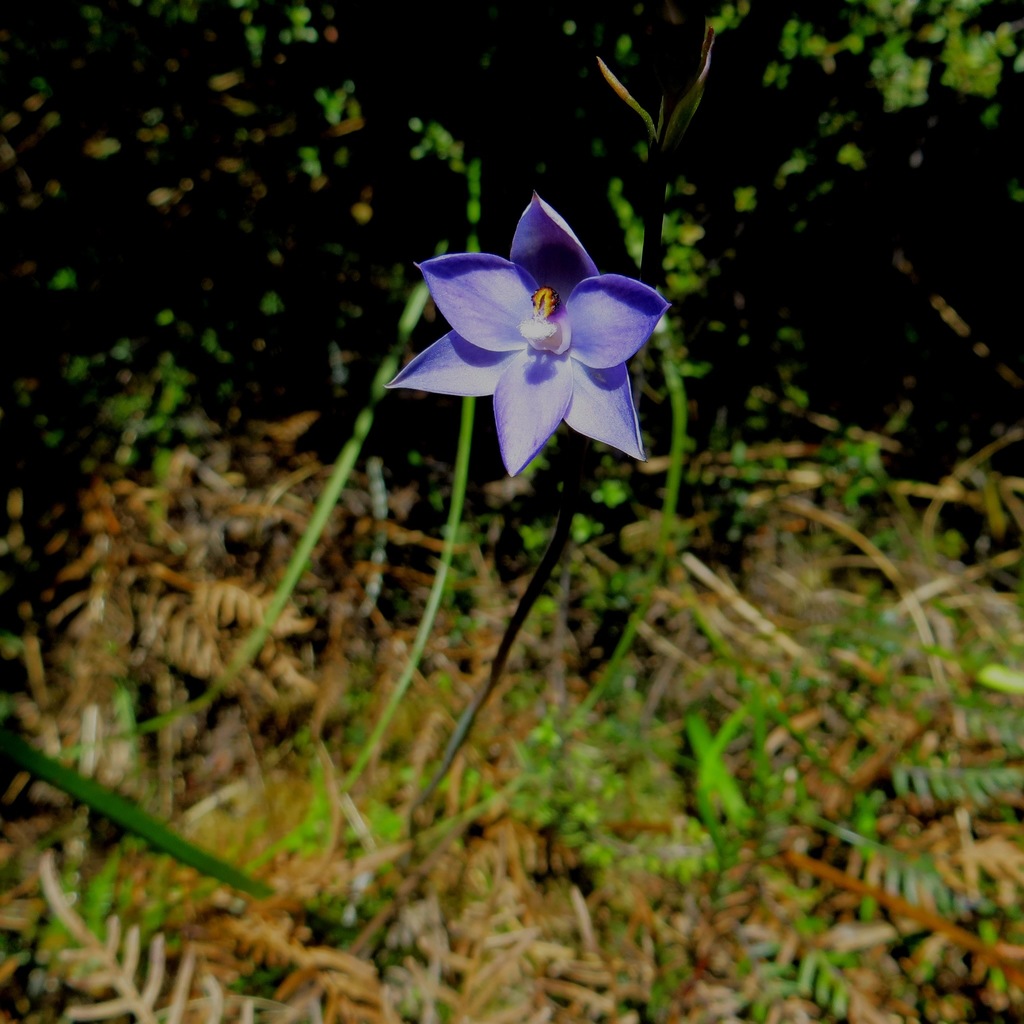 spotted sun-orchid from Stoney Creek Scenic Reserve Lake mahinerangi on ...