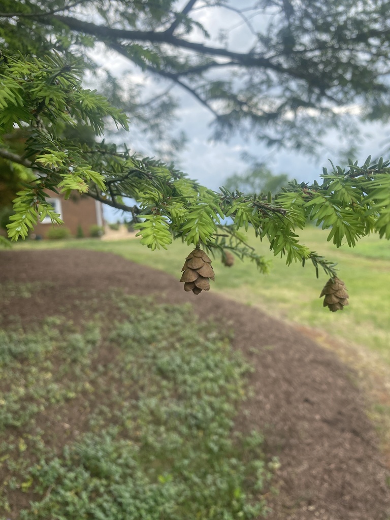 eastern hemlock from Hebron Church Rd, Madison, VA, US on May 20, 2023 ...