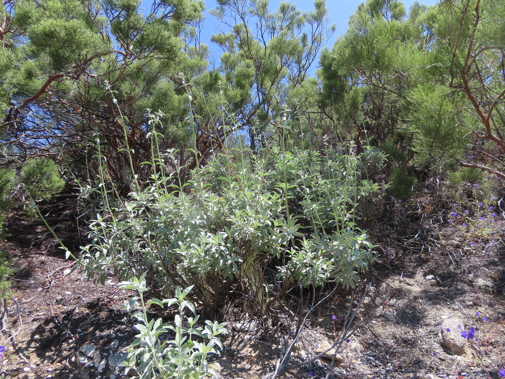 white sage from Riverside County, CA, USA on May 17, 2023 at 11:08 AM ...