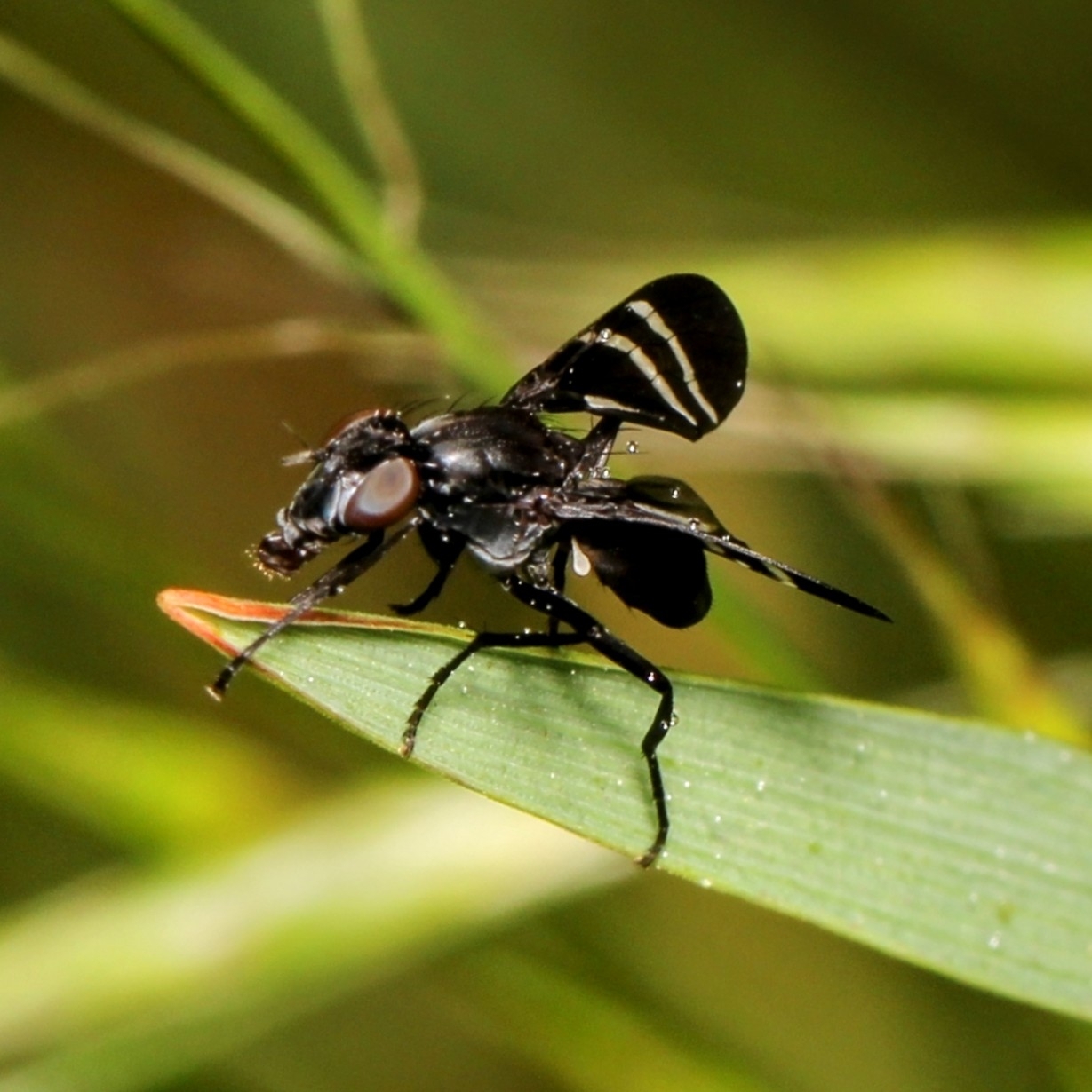 Tritoxa flexa (Wiedemann, 1830)