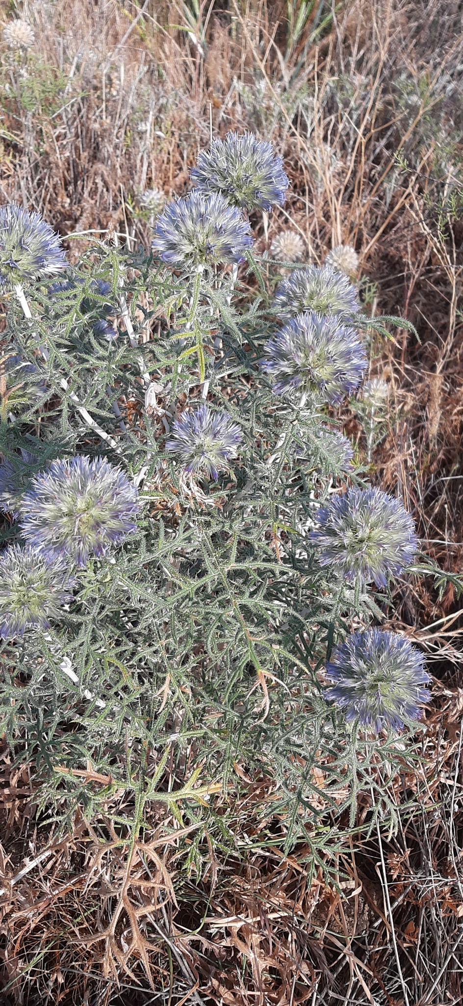Echinops strigosus L.