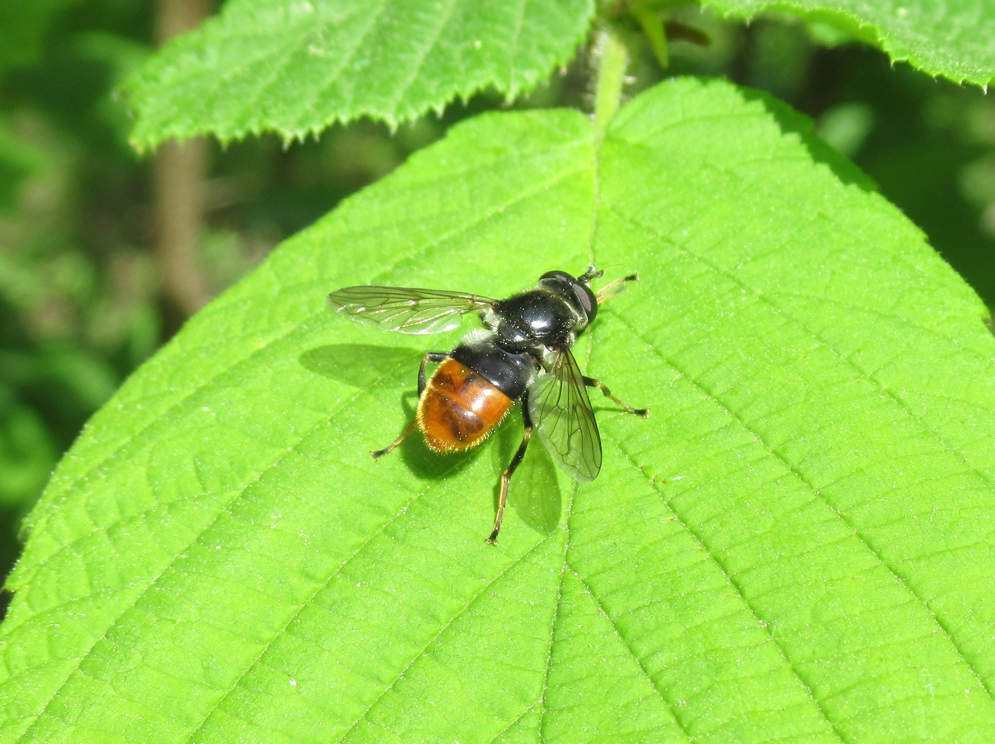 Blera fallax (Linnaeus, 1758)