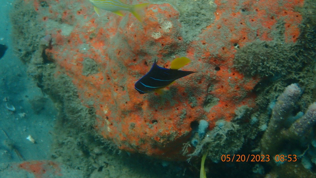 Queen Angelfish from Blue Heron Bridge - Riviera Beach, FL, USA on May ...