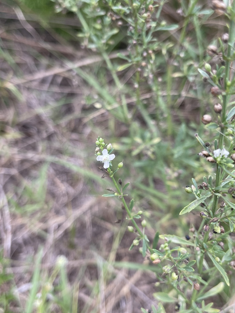 licorice weed from Jonathan Dickinson State Park, Hobe Sound, FL, US on ...