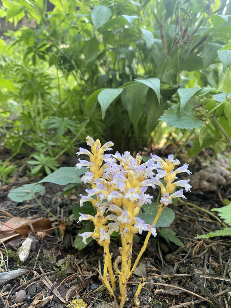 hemp broomrape from Alter Botanischer Garten, Göttingen, Niedersachsen ...