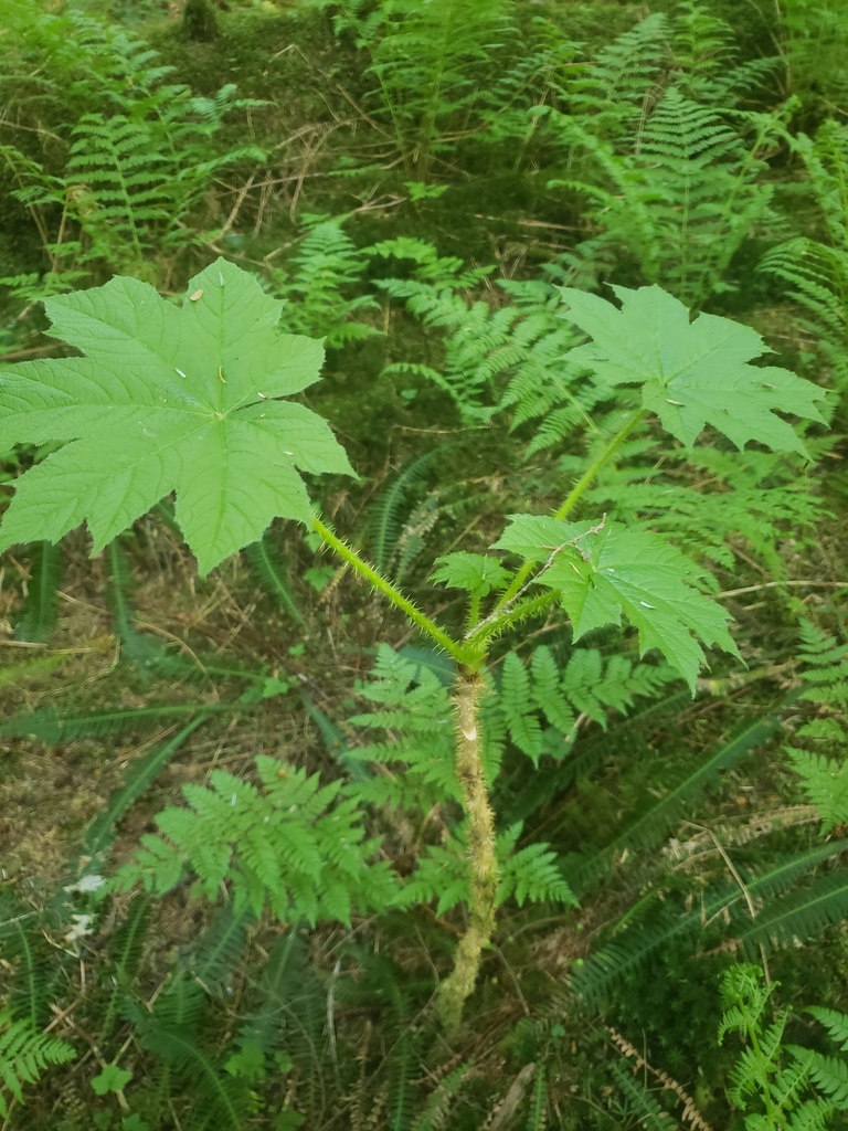 Devil's Club from Metro Vancouver, BC, Canada on May 16, 2023 at 10:29 ...