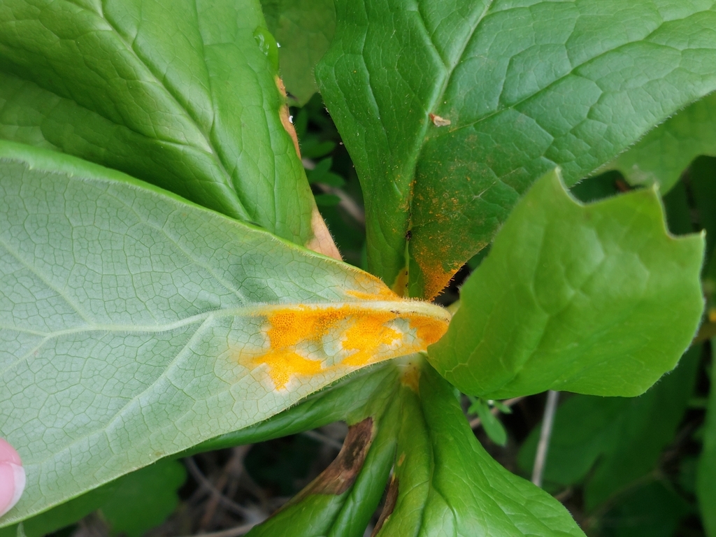 Mayapple Rust from Leamington, ON N8H 3V4, Canada on May 20, 2023 at 12 ...