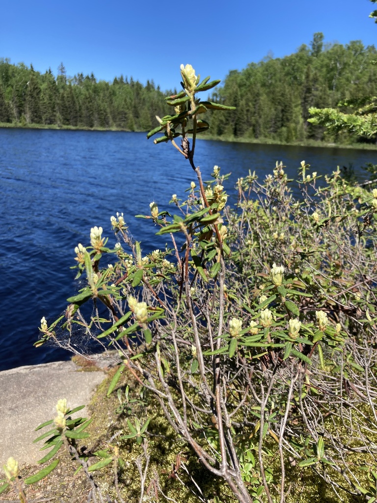 Bog Labrador Tea from Lake County, US-MN, US on June 17, 2022 at 03:26 ...