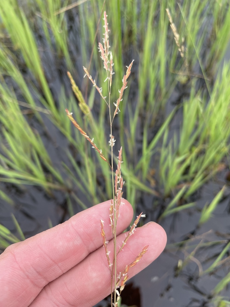 Native rice grass from Port Lavaca, TX, US on May 20, 2023 at 03:38 PM ...