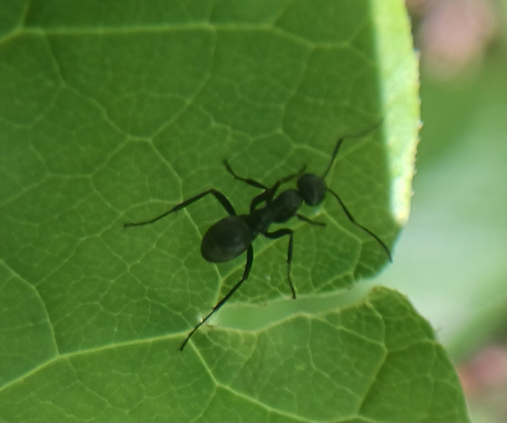 fusca-group Field Ants from Indianapolis, Indiana 46216, États-Unis on ...