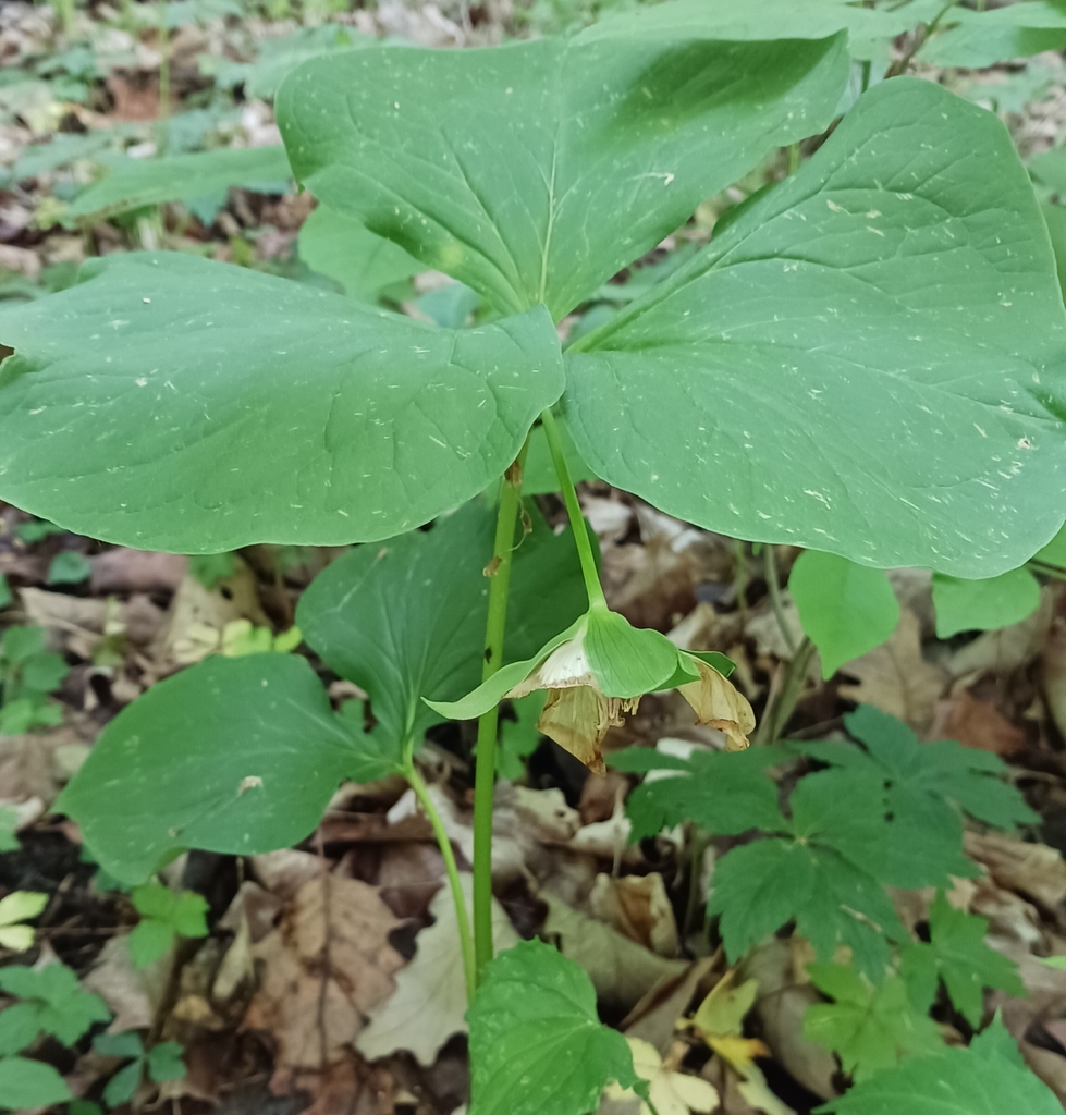 drooping trillium from Indianapolis, Indiana 46216, États-Unis on May ...