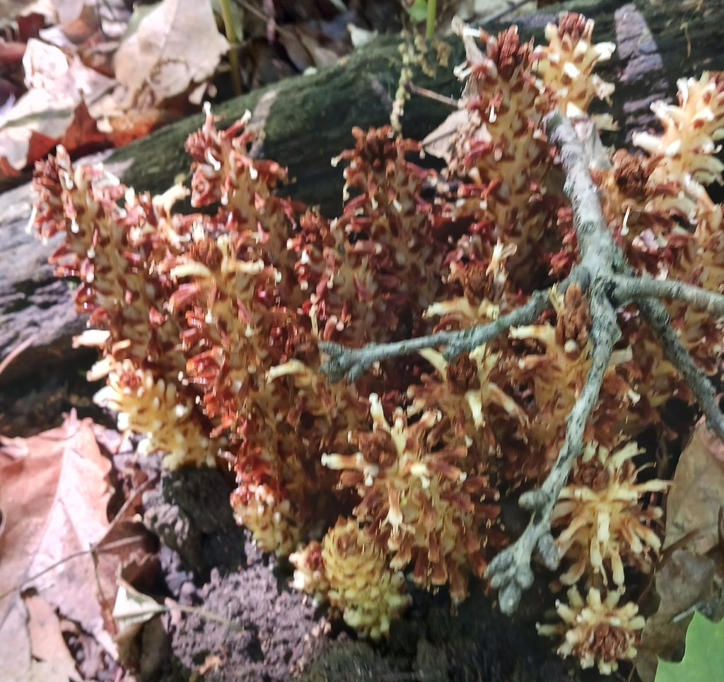 American cancer-root from Indianapolis, Indiana 46216, États-Unis on ...