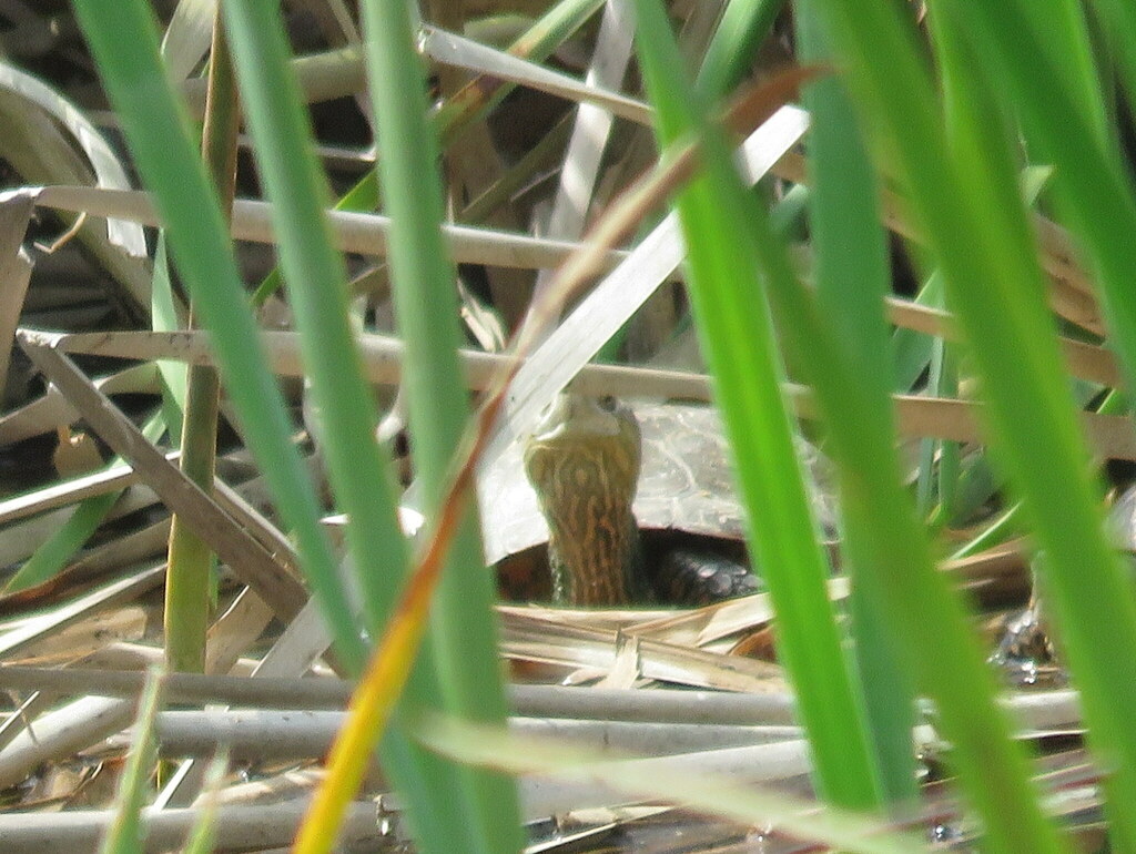 Mediterranean Pond Turtle from 2510 Amoreira, Portugal on May 20, 2023 ...