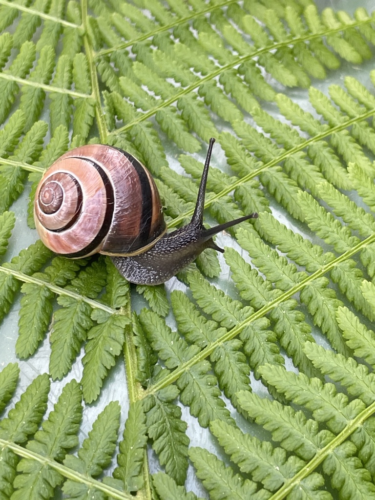 Brown-lipped Snail from Garry Point Park, Richmond, BC, CA on May 20 ...