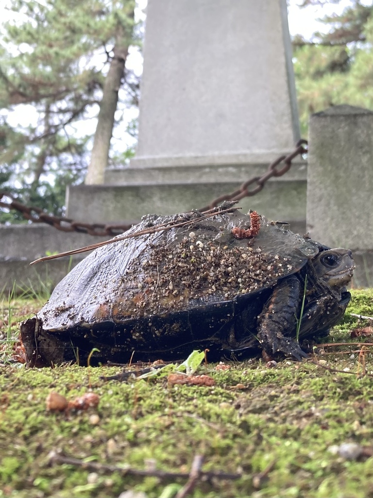 Japanese pond turtle in May 2023 by Norio Nomura · iNaturalist