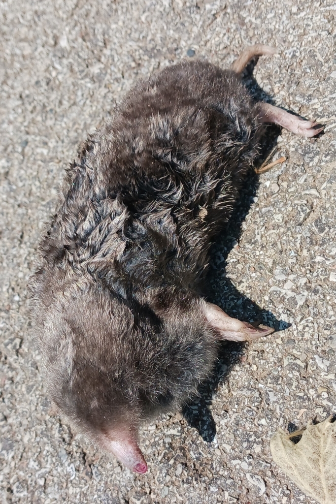 Eastern Mole from Meadows, Indianapolis, IN, États-Unis on May 20, 2023 ...