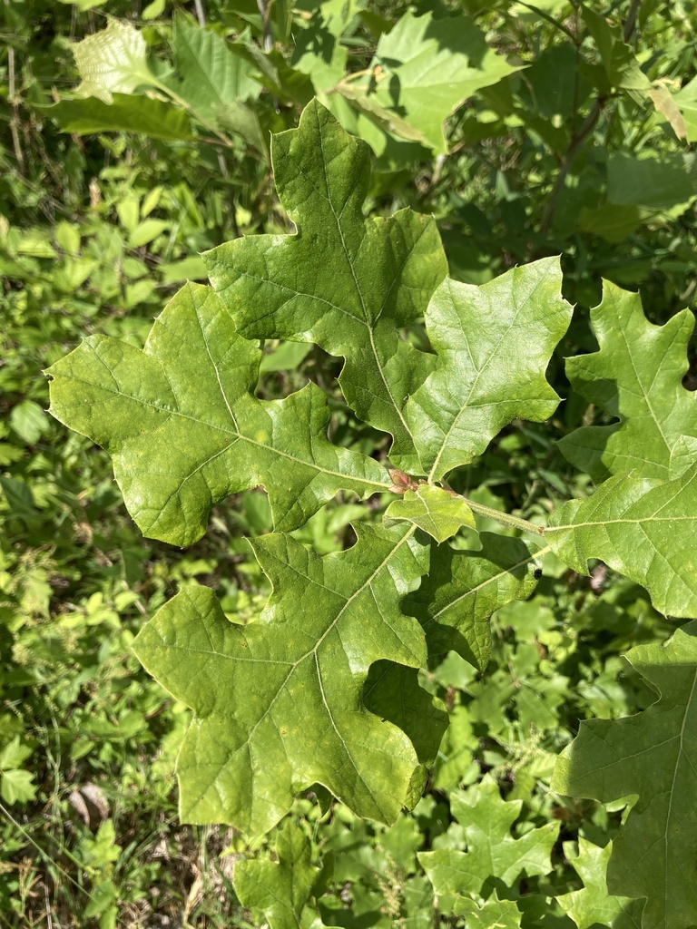 post oak from La Plata, MD, US on May 20, 2023 at 11:49 AM by Frode ...