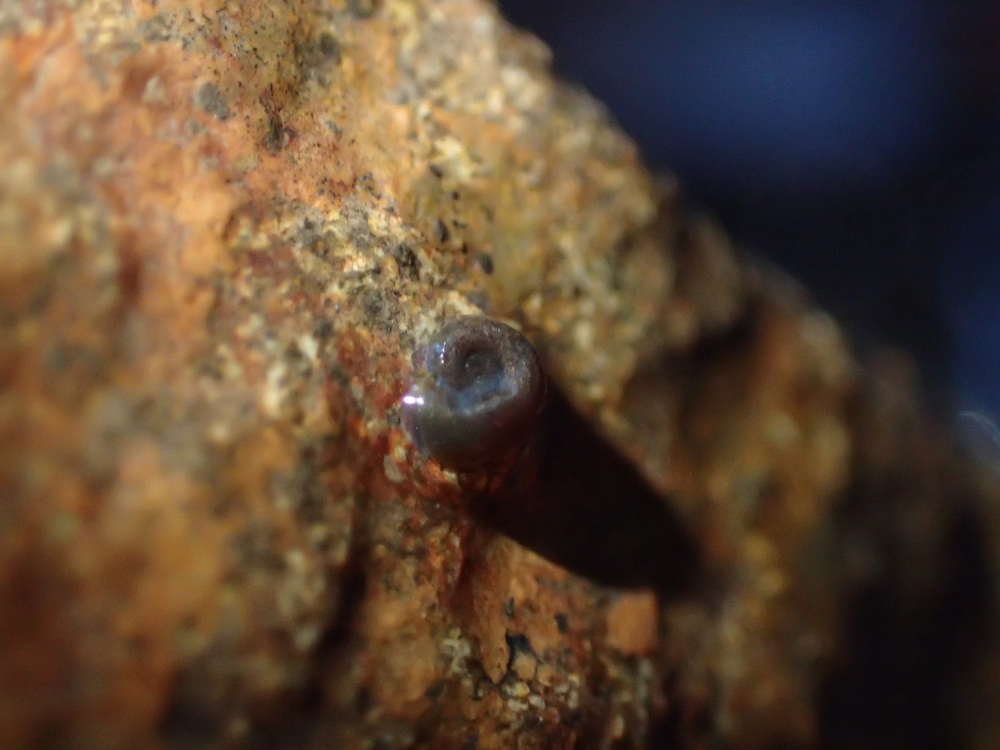 Gyraulus parvus (Say, 1817)