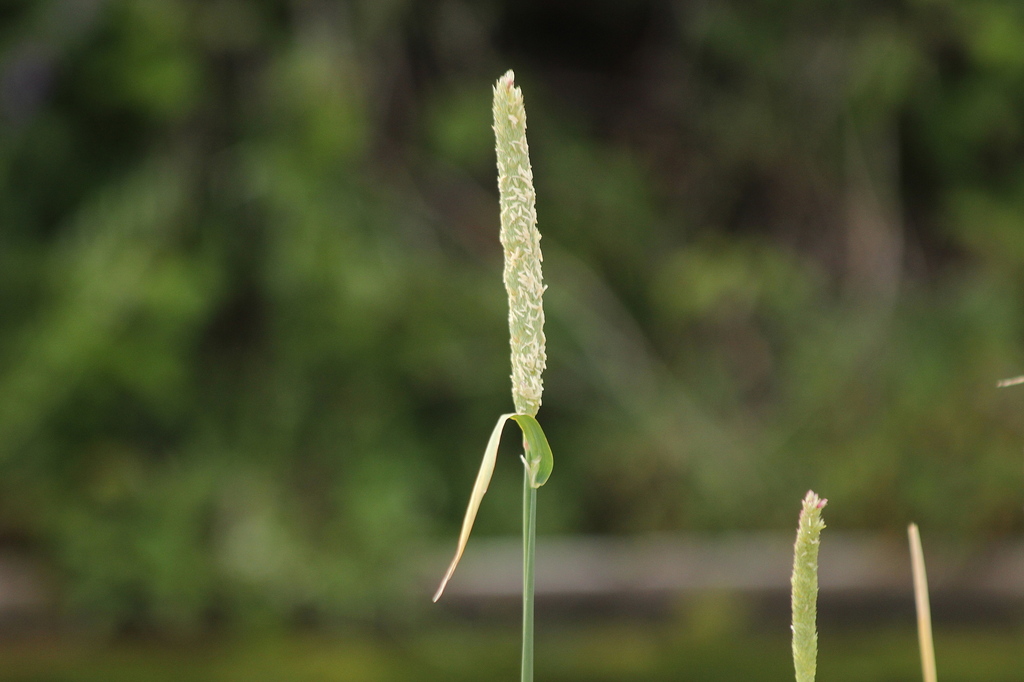harding grass from S'Ainalzu, Cheremule, Sassari, Italia on May 15 ...