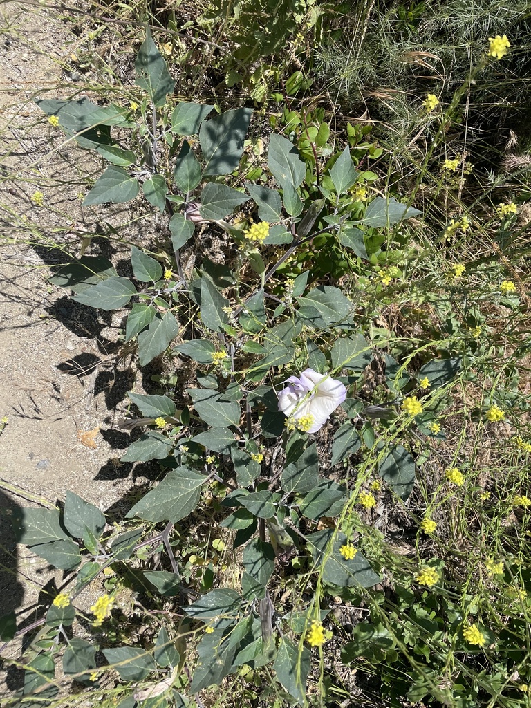 Sacred Datura from Mission Trails Regional Park, San Diego, CA, US on ...