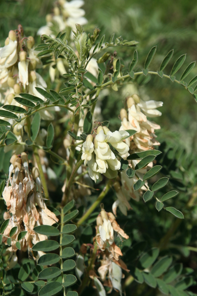 Garbancillo (Fabáceas de la provincia de Toledo) · iNaturalist