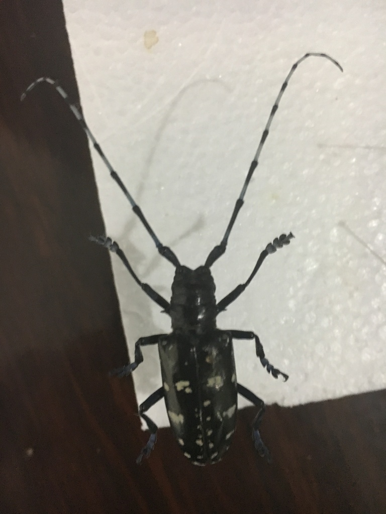 Asian Longhorned Beetle from Peking, Peking, CN on November 18, 2016 at ...