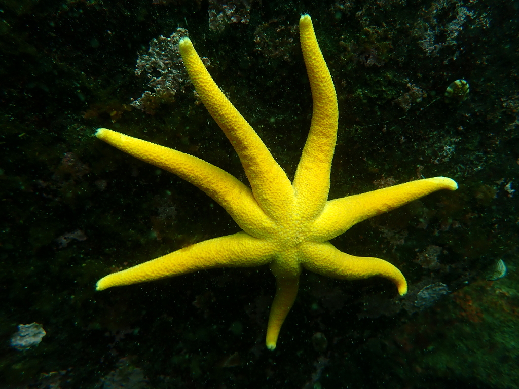 Northern Blood Star from Capital, BC, Canada on May 20, 2023 at 01:34 ...