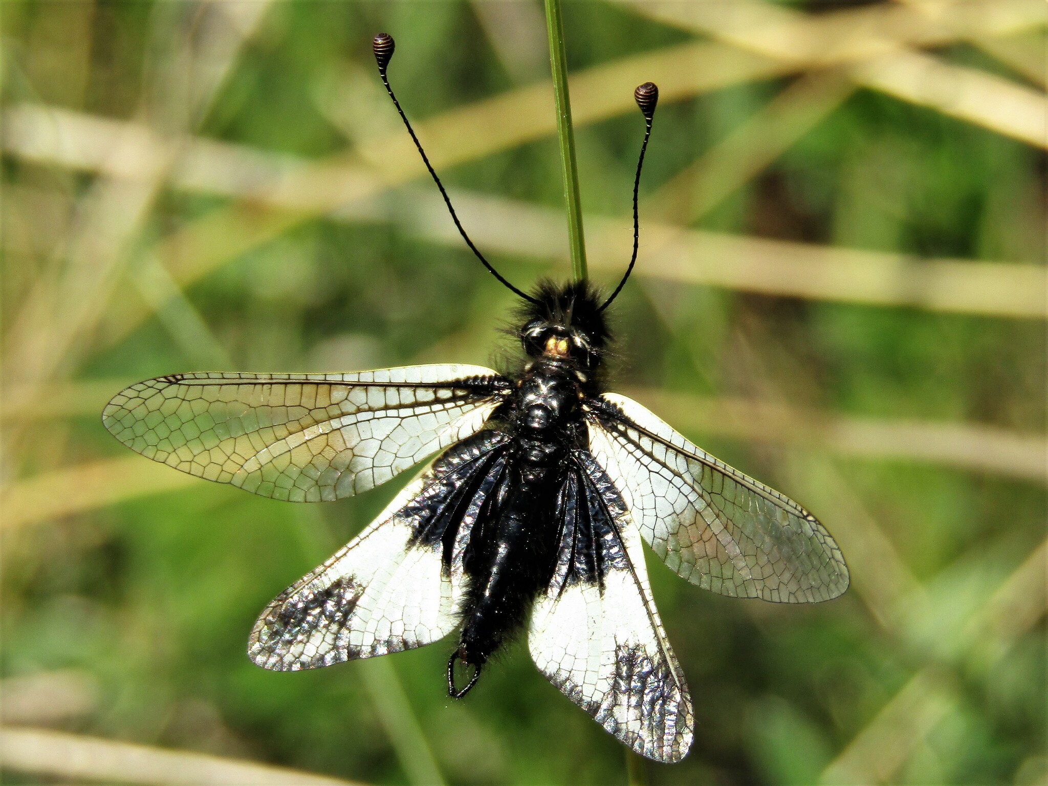 Libelloides lacteus (Brullé, 1832)
