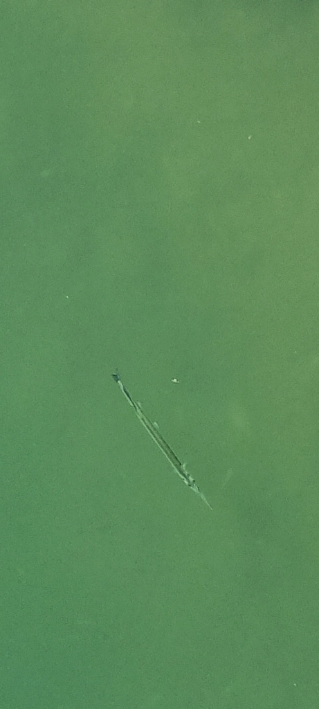 Northern River Garfish from South Townsville QLD 4810, Australia on May ...