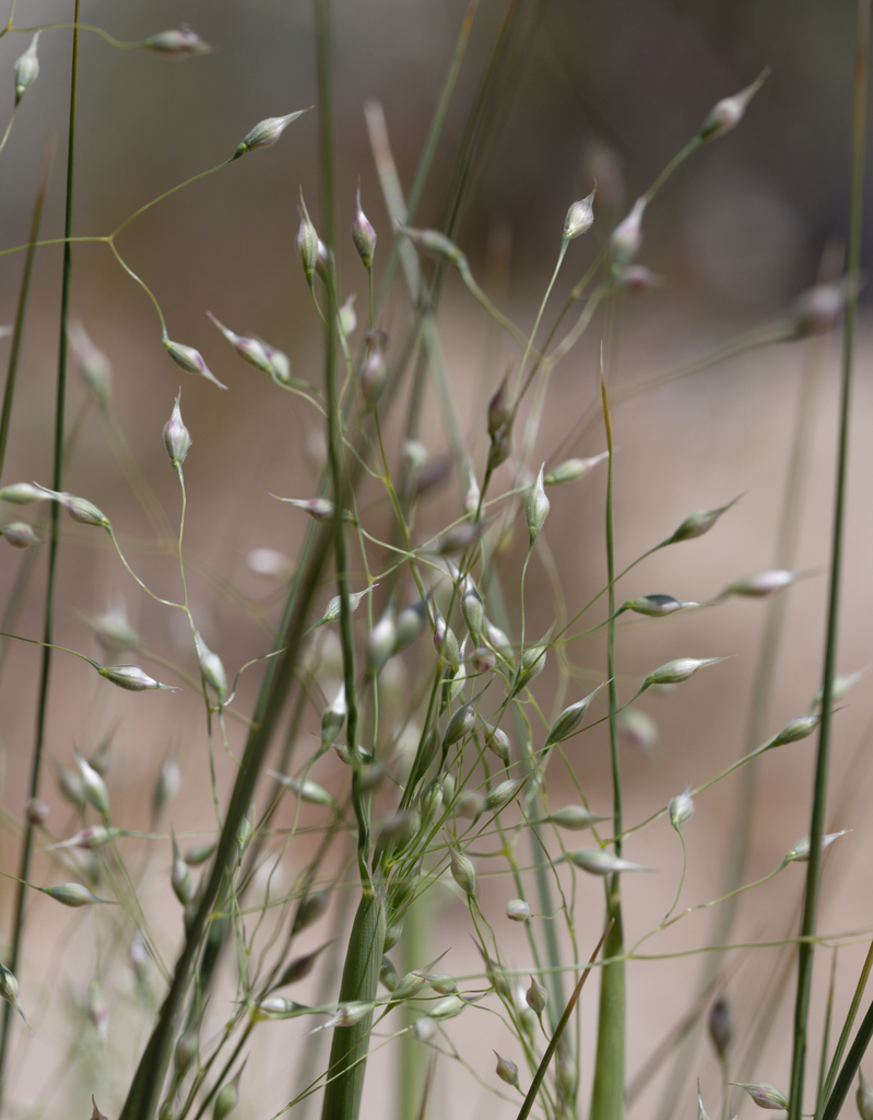 Indian Ricegrass (Plants of the Clifford Duncan Memorial Ute Learning ...