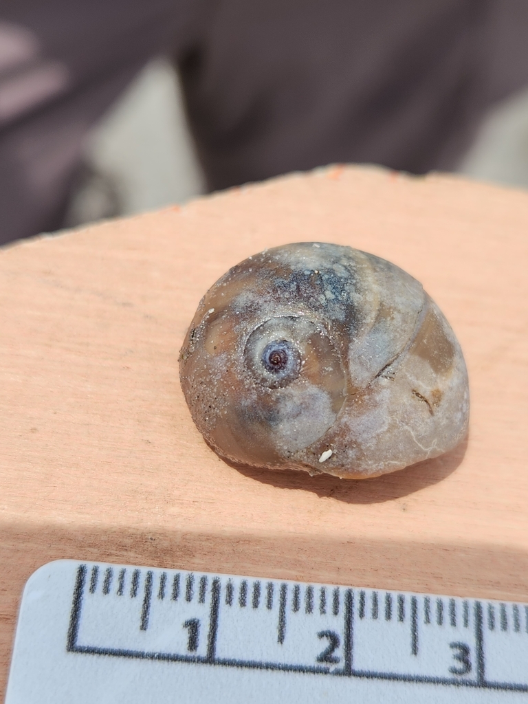 False Shark Eye from Port O'Connor, TX 77982, USA on May 20, 2023 at 02 ...