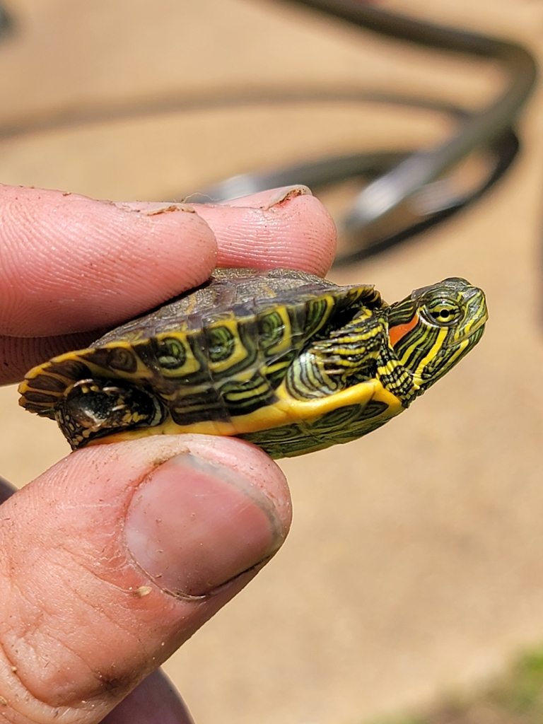 Red-eared Slider from Dallas, TX 75210, USA on May 20, 2023 at 11:38 AM ...
