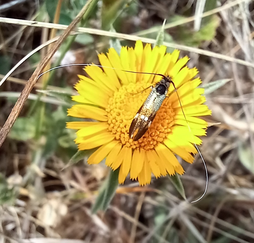 Nemophora raddaella from Fontelas, Loures, Lisboa on May 20, 2023 at 02 ...