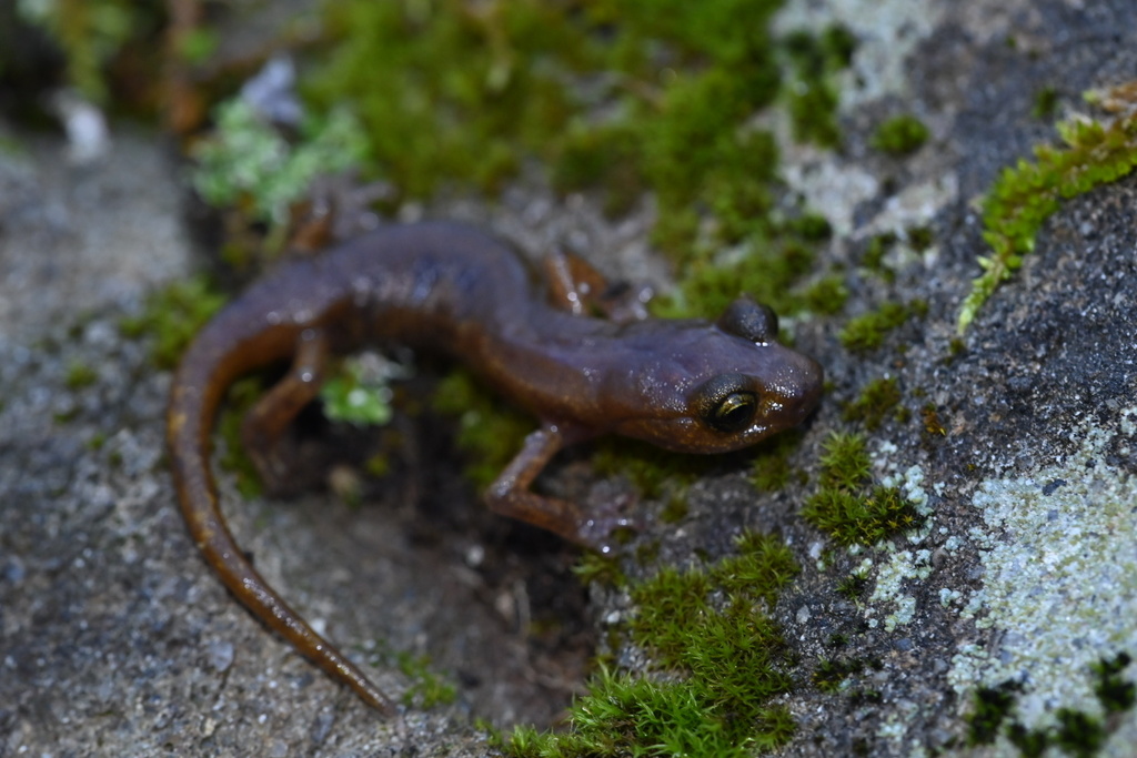 Limestone Salamander in December 2022 by Alex Castelein · iNaturalist