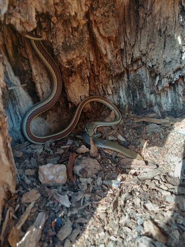 Elegant Sand Racer (Snakes of Niger) · iNaturalist