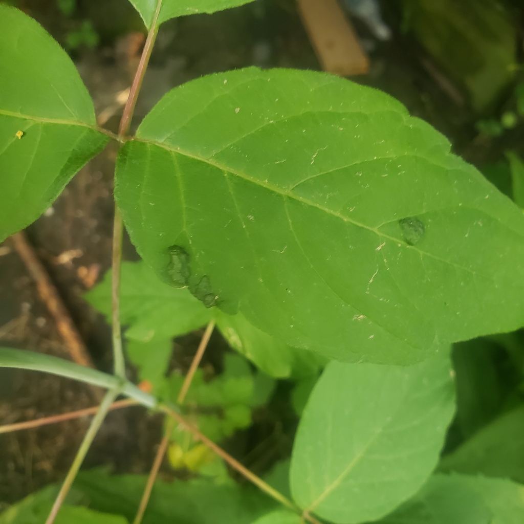 box elder pouch gall mite from Poplar St & Liberty St, Meadville, PA ...