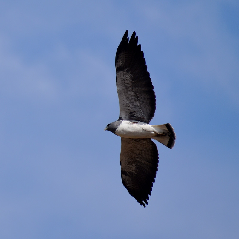 White-tailed Hawk from Rancho Los Sauces Chicos, Encarnación de Díaz ...
