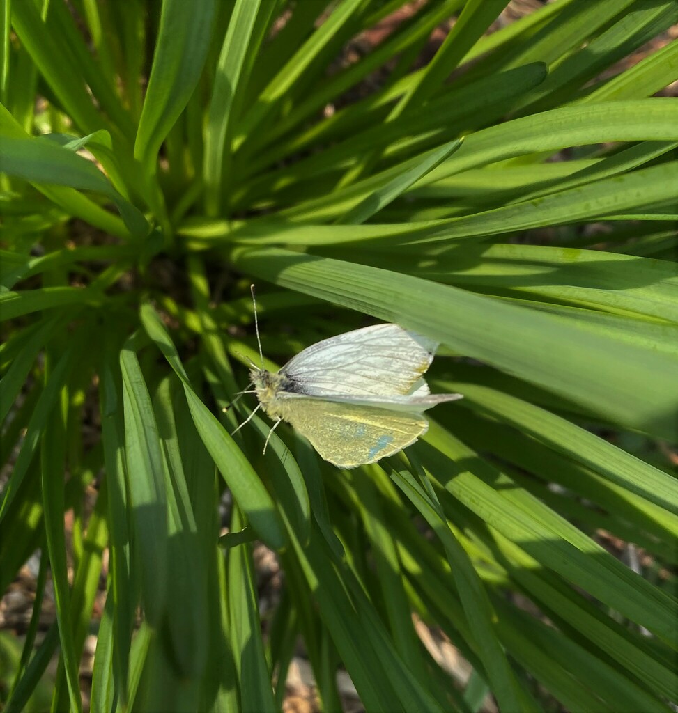 Small White from Prince Edward Island, Canada on May 19, 2023 at 01:53 ...