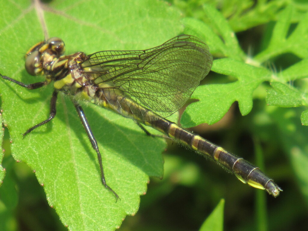 Rapids Clubtail from Germantown MetroPark, Montgomery County, OH, USA ...