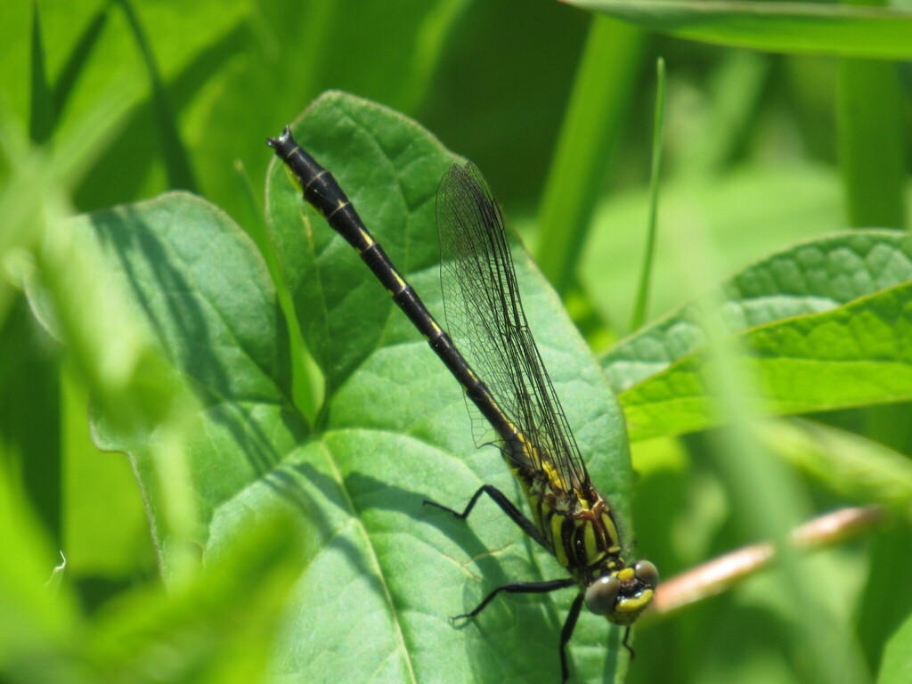 Rapids Clubtail from Miamisburg, OH, USA on May 20, 2023 at 01:35 PM by ...