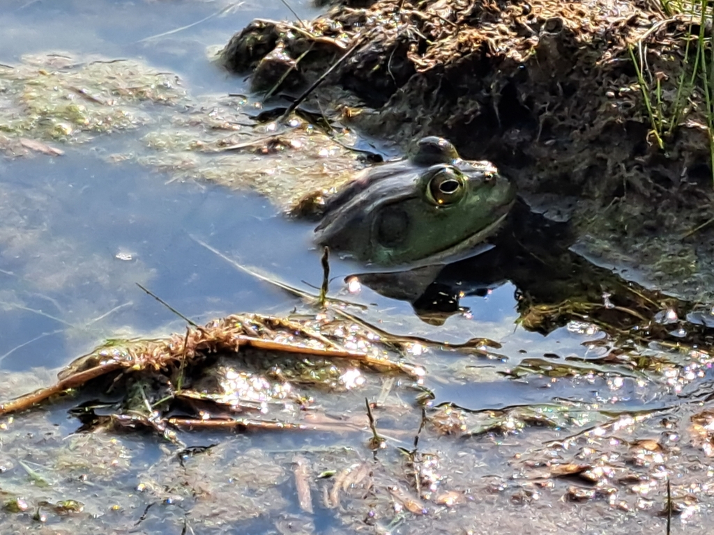 American Bullfrog from 8CQ6+5HX, Cooper Twp, MI 49004, USA on May 20 ...