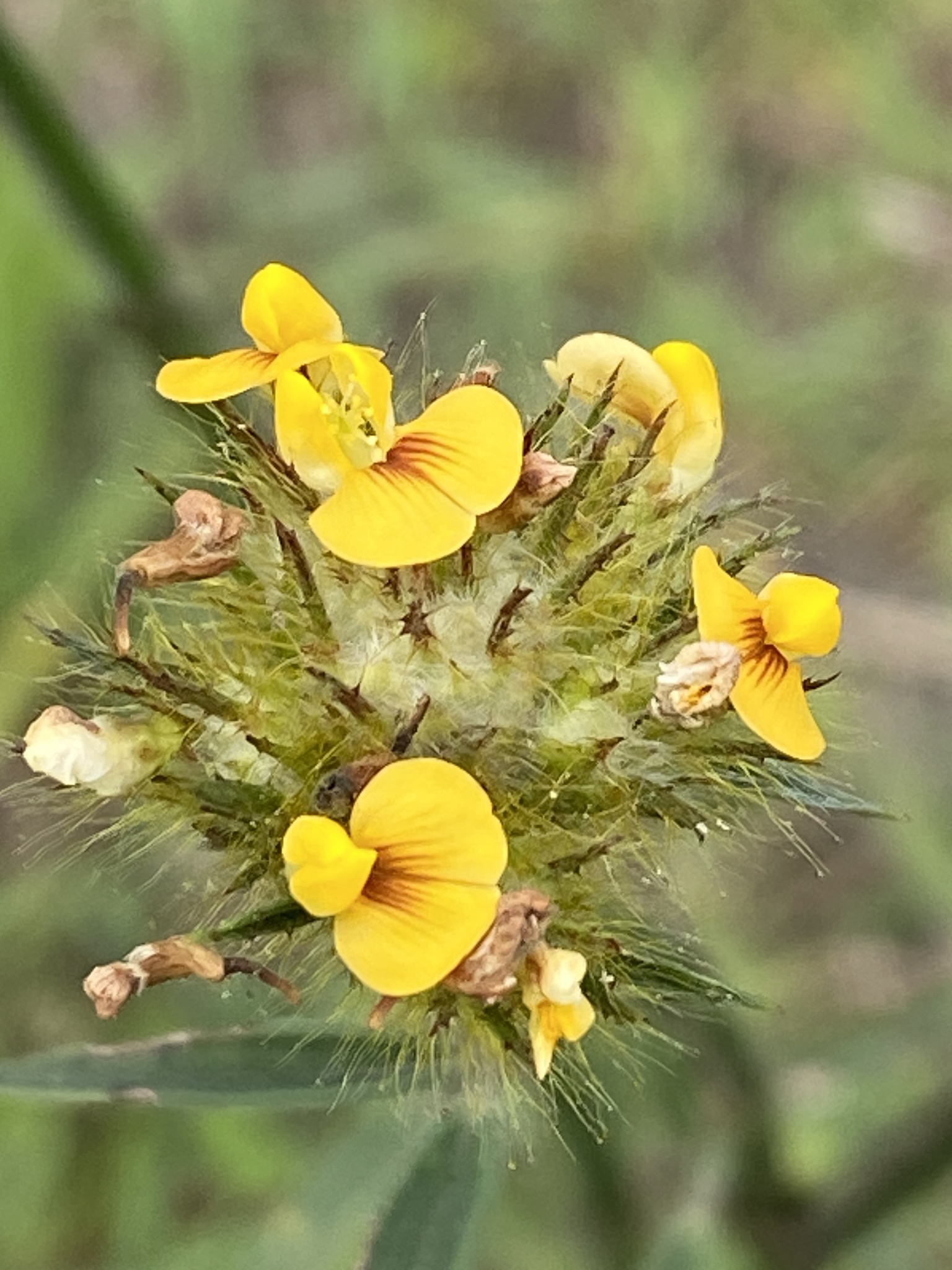 Stylosanthes guianensis (Aubl.) Sw.