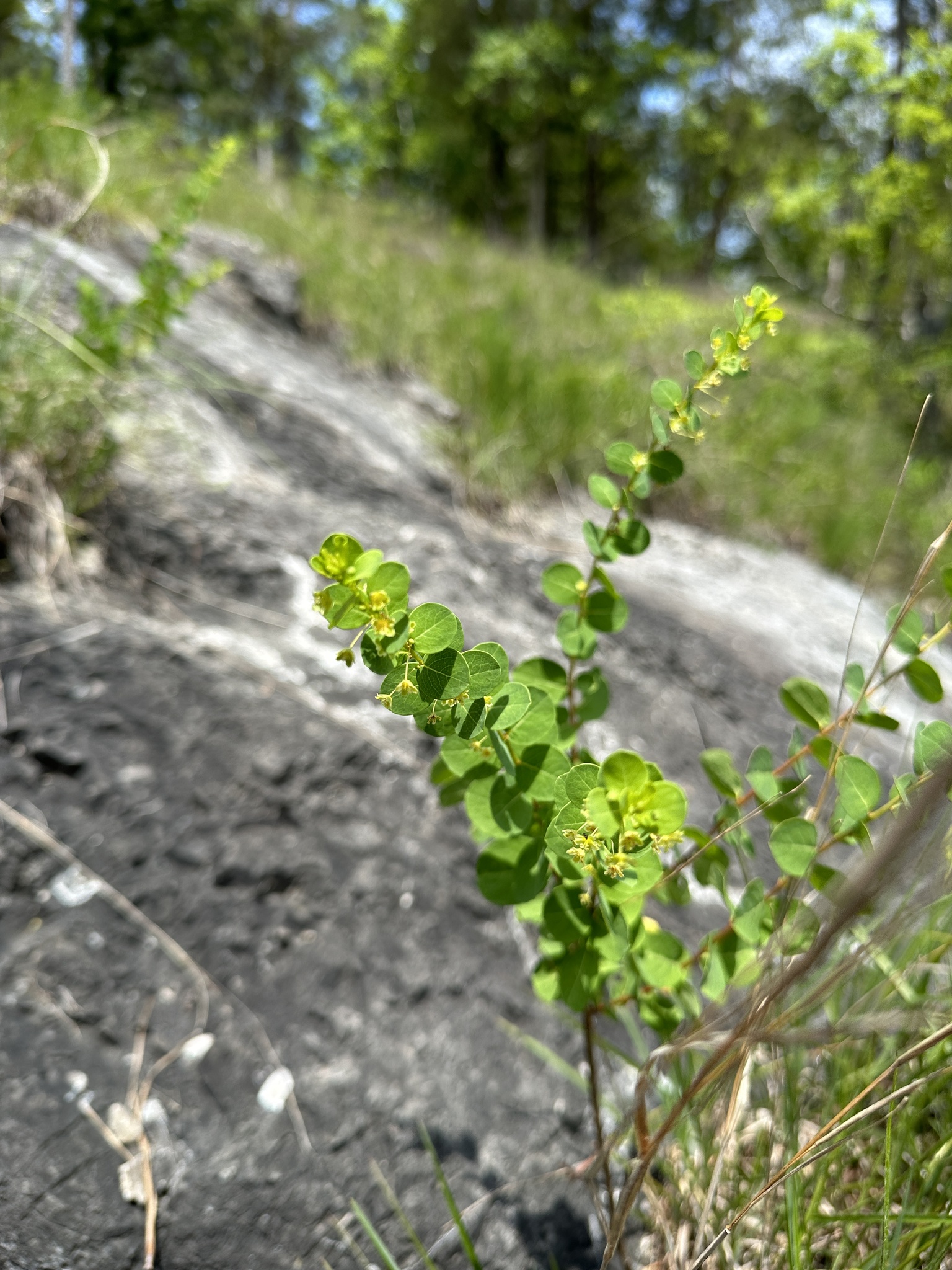 Phyllanthopsis phyllanthoides (Nutt.) Voronts. & Petra Hoffm.