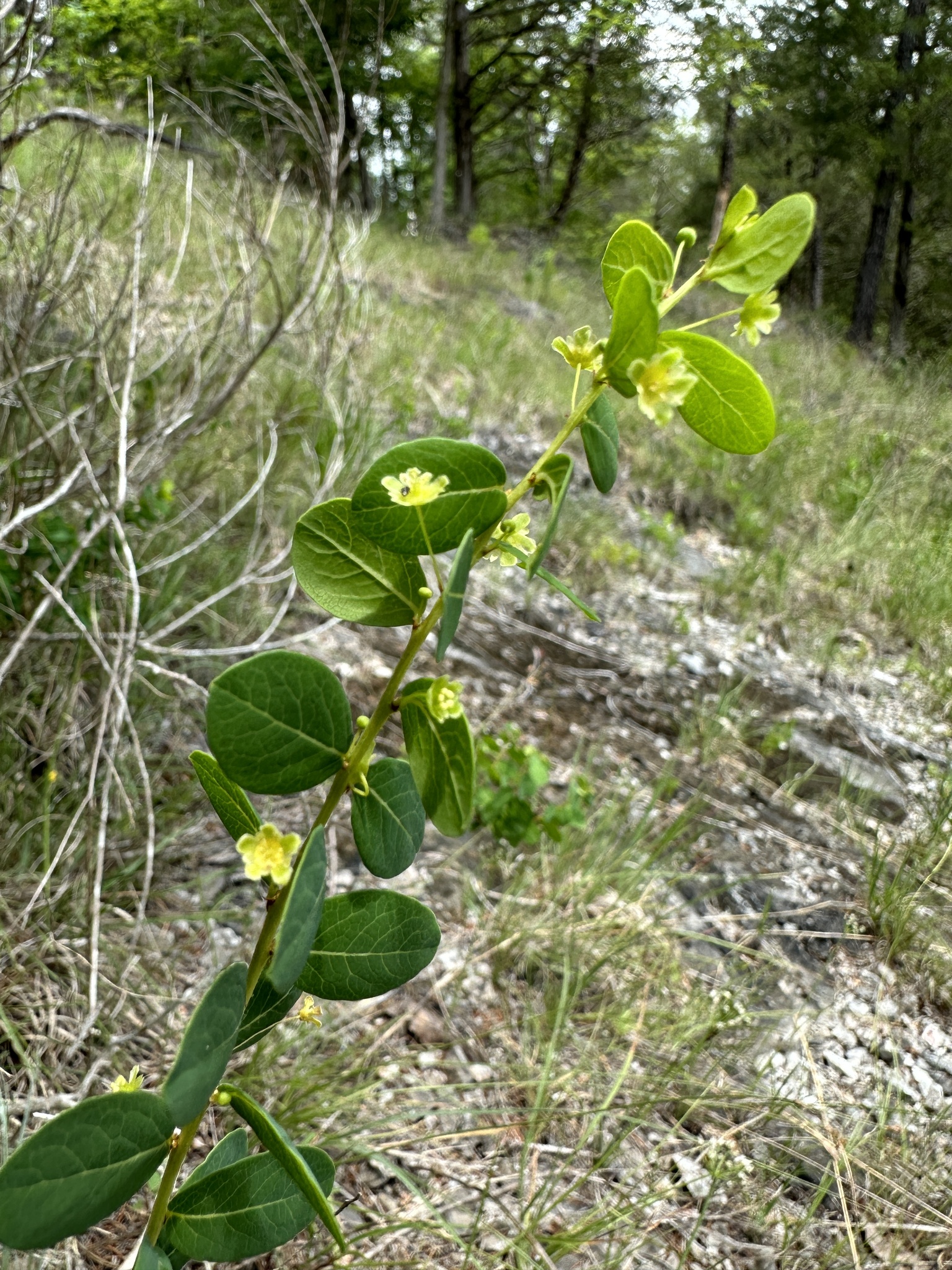 Phyllanthopsis phyllanthoides (Nutt.) Voronts. & Petra Hoffm.