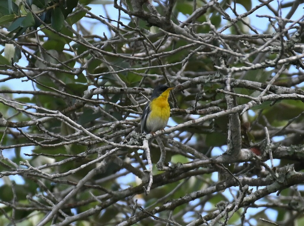 Tropical Parula from Kenedy County, TX, USA on May 20, 2023 at 10:22 AM ...