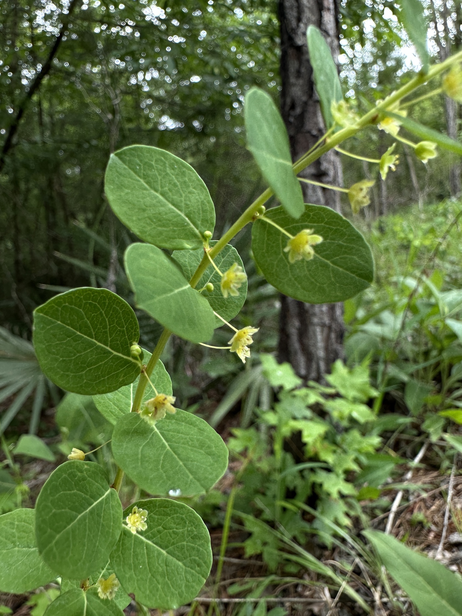Phyllanthopsis phyllanthoides (Nutt.) Voronts. & Petra Hoffm.