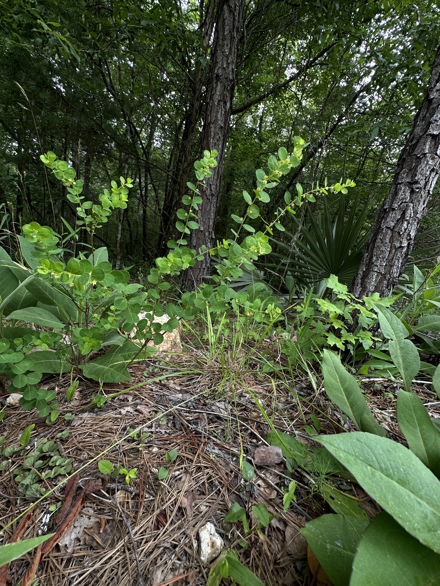 Phyllanthopsis phyllanthoides (Nutt.) Voronts. & Petra Hoffm.