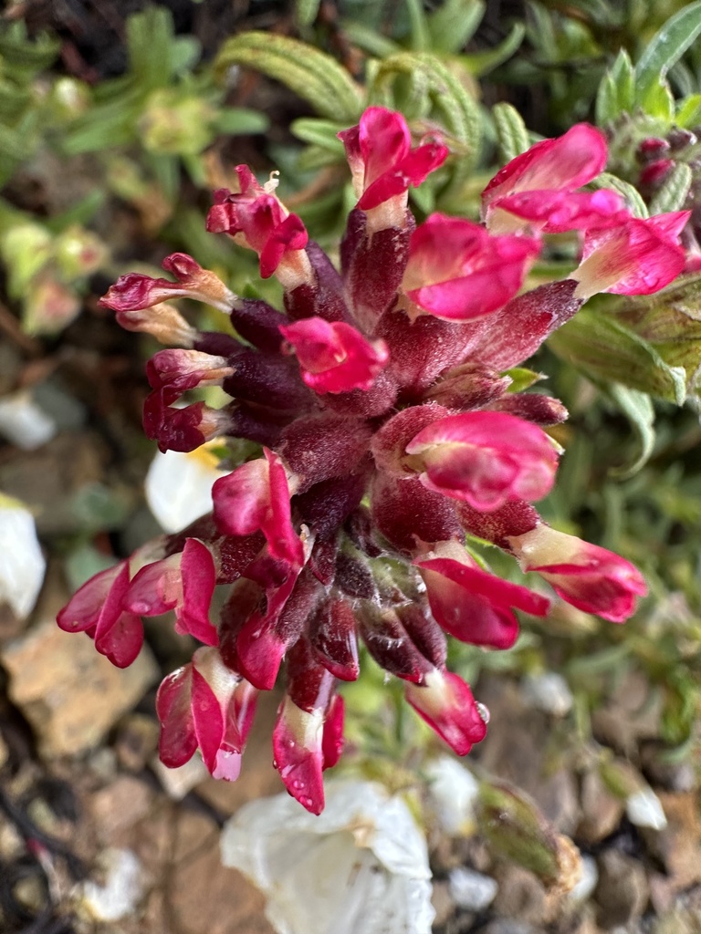 Red Kidney-Vetch from île de Corse, Canavaggia, Corse, FR on May 18 ...