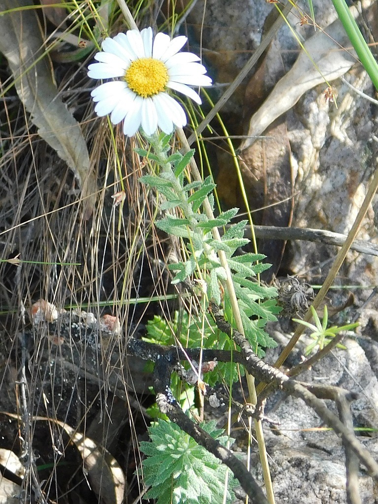 Hairy Swampdaisy from Overberg District Municipality, South Africa on ...